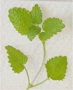 Profesionālā programma "Ēdināšanas pakalpojumi": Pārtikas Prečzinības