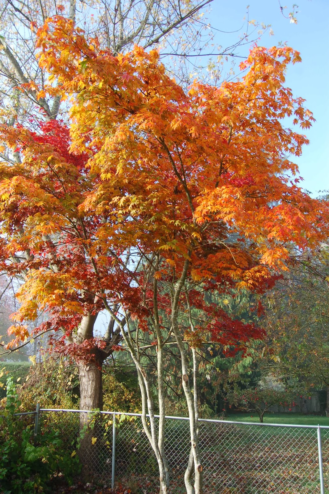 Henle House Chronicles: Giant Maple Tree