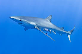 'ZIEN EN WETEN': HAAI. HOE EN WAT?