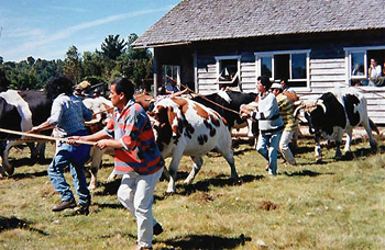 Tradiciones y Costumbres de la isla de Chiloé: LA MINGA CHILOTA