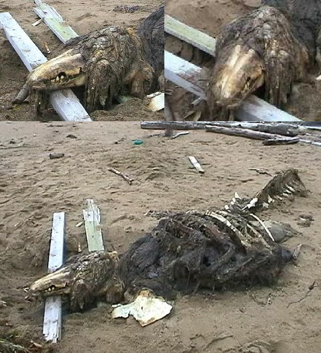 Conoce la SCP: fundación que guarda criaturas y artefactos paranormales ...