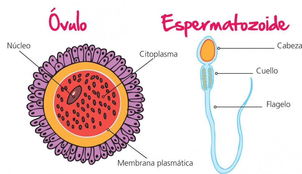 Enroque de ciencia: Espermatozoides, ¿importa el tamaño? (2)