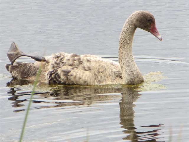Majura birds: October 2012