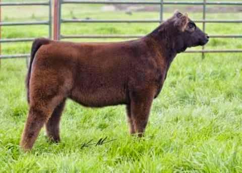 MITTAG Blog: Otto Show Cattle/Pesek Cattle Farm