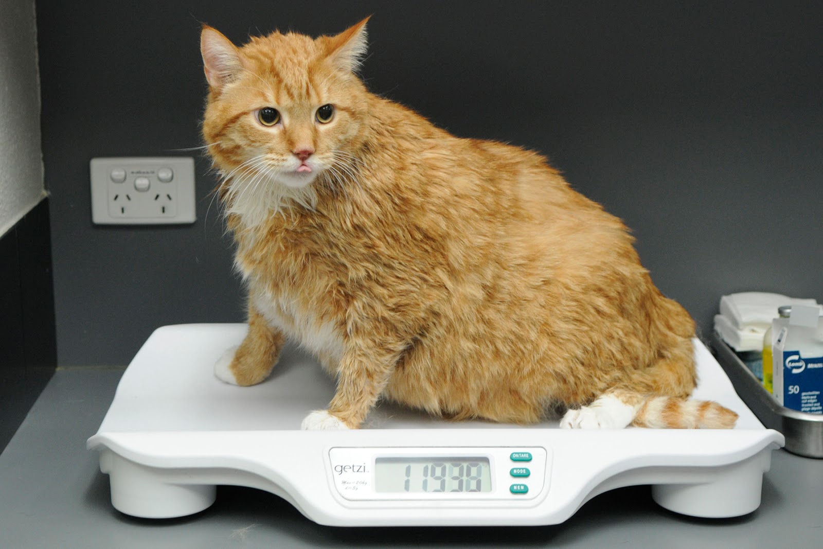 Small Animal Talk: Will your cat still love you if you put him or her ...