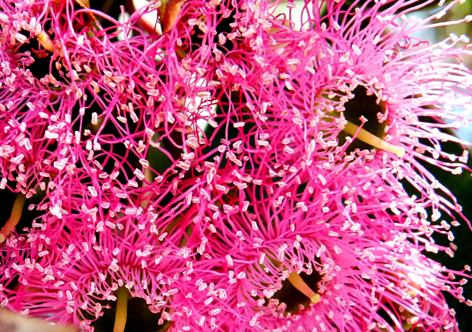 Perth Daily Photo : Red Flowering Gum Tree.....