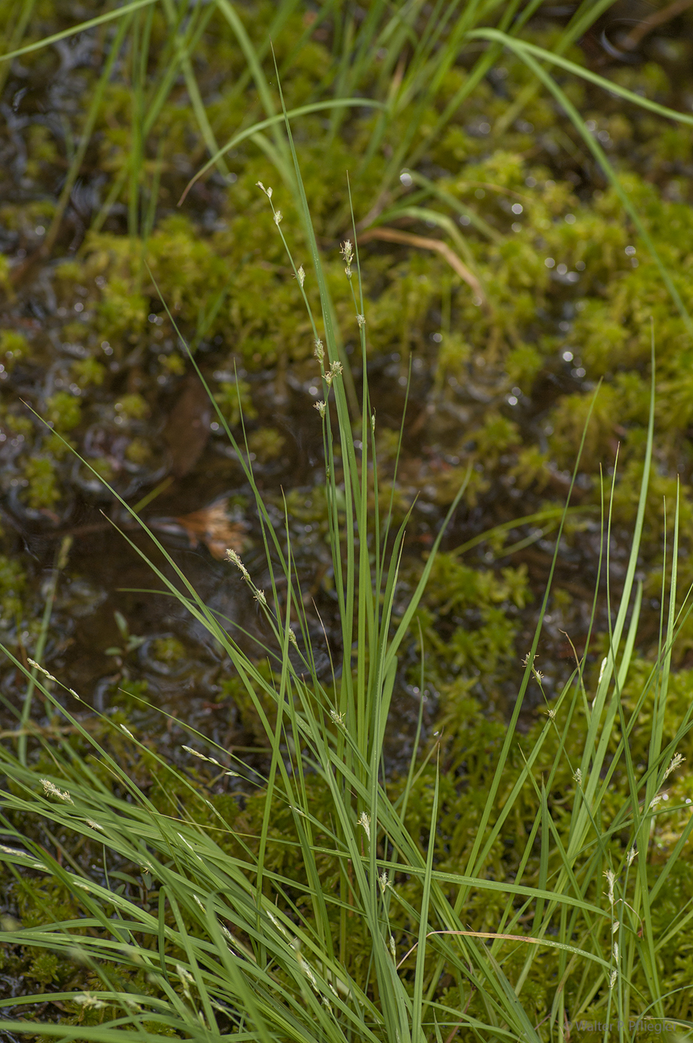 Ponkapoag Bog, USA (Ponkapoag Moor, USA) (Ponkapoag-láp, USA) 05.2016 ...