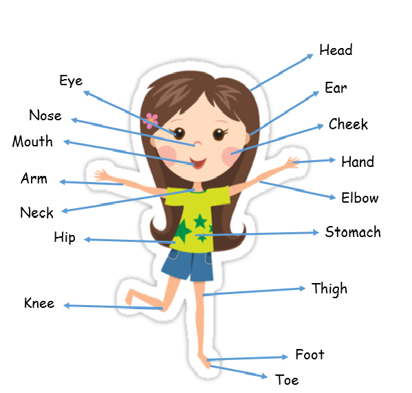 Parts of Body: Knowing body parts