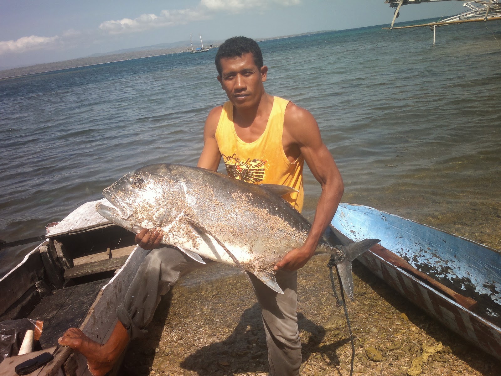 Ikan giant trevally atau bengkolo ~ Rimba pesona