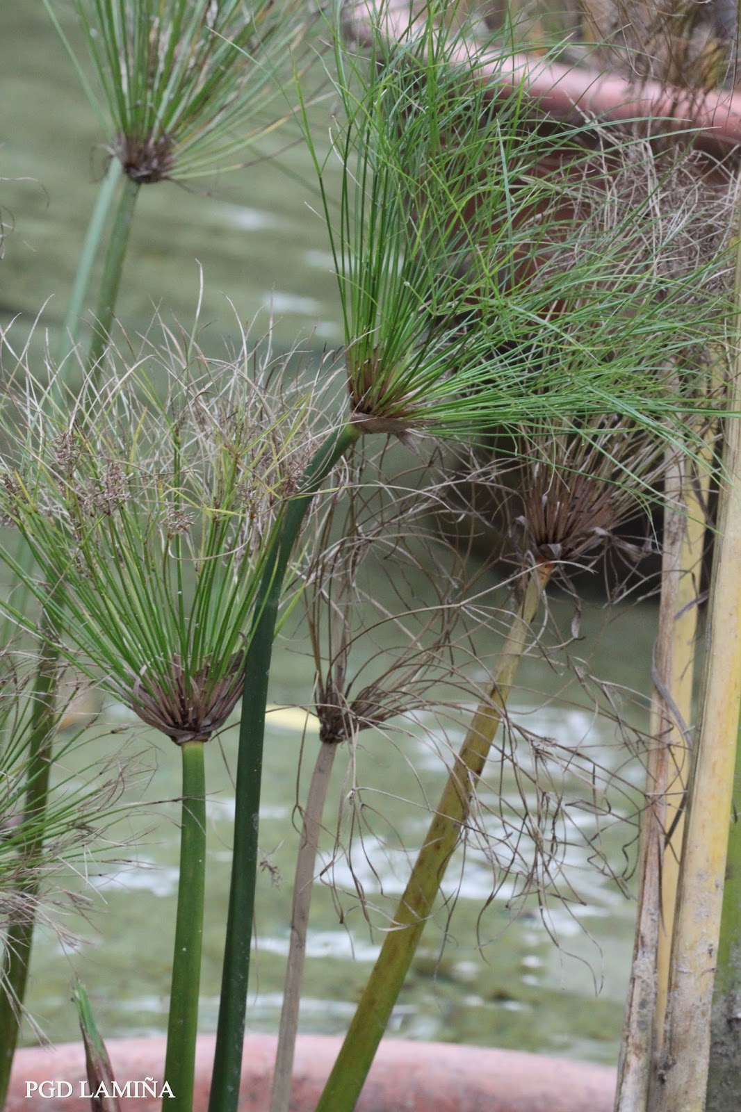 CYPERUS PAPYRUS, Cv. NANUS. papiro.