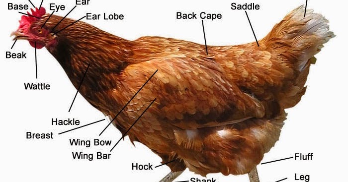 Fisiologi Hewan: Anatomi dan Fisiologi Unggas(Ayam)