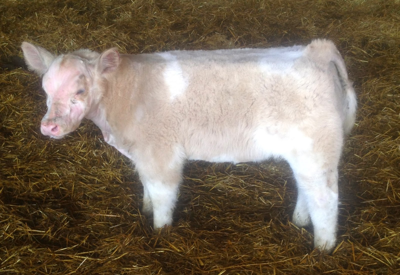 RCC Blog: MAB x Alias Bull