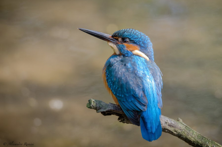 High Definition Animals HD Wallpapers Download ~ Open Gangnam Style