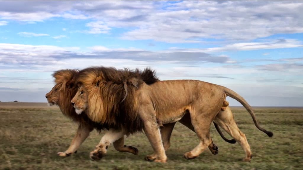 JAGAT KUCING: PANTHERA LEO - SINGA