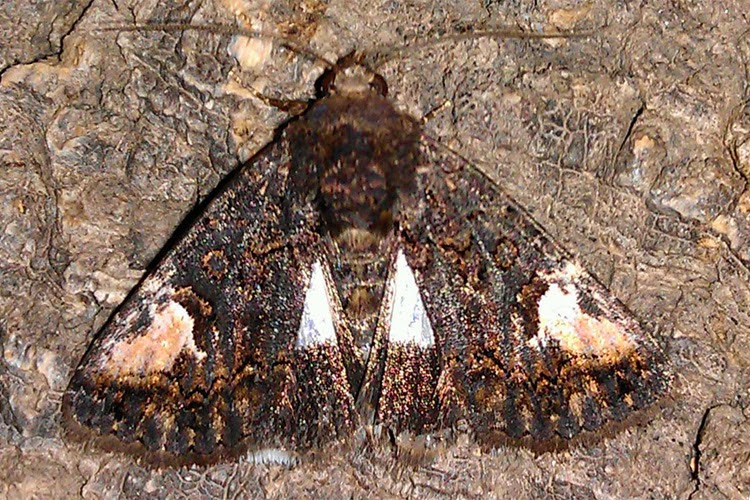 Kent Moths Gallery
