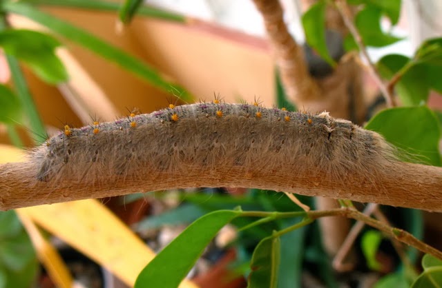 Plantas, Bichos y Cía.