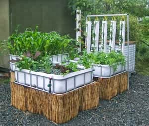 Aquaponics Alive!: IBC Tote!