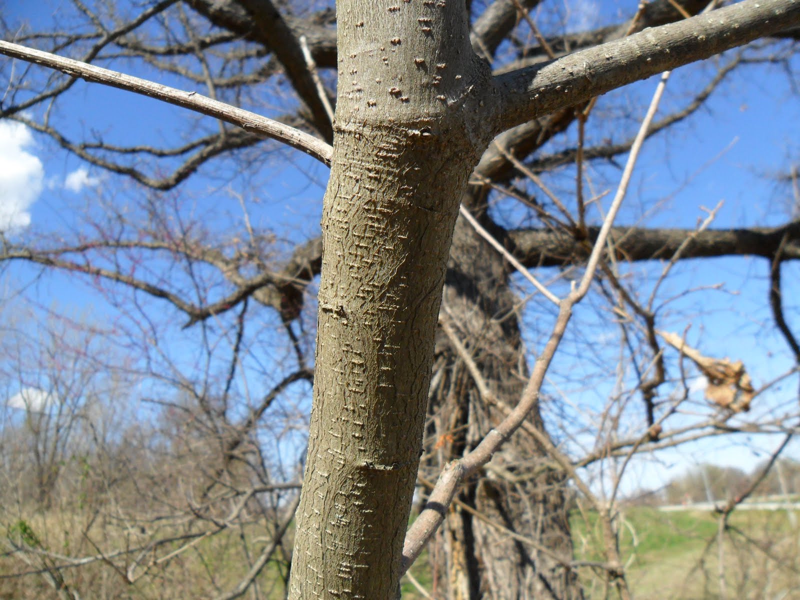 Southwest Indiana Bushcraft Bill: Mimosa or Silk-Tree (Albizia julibrissin)