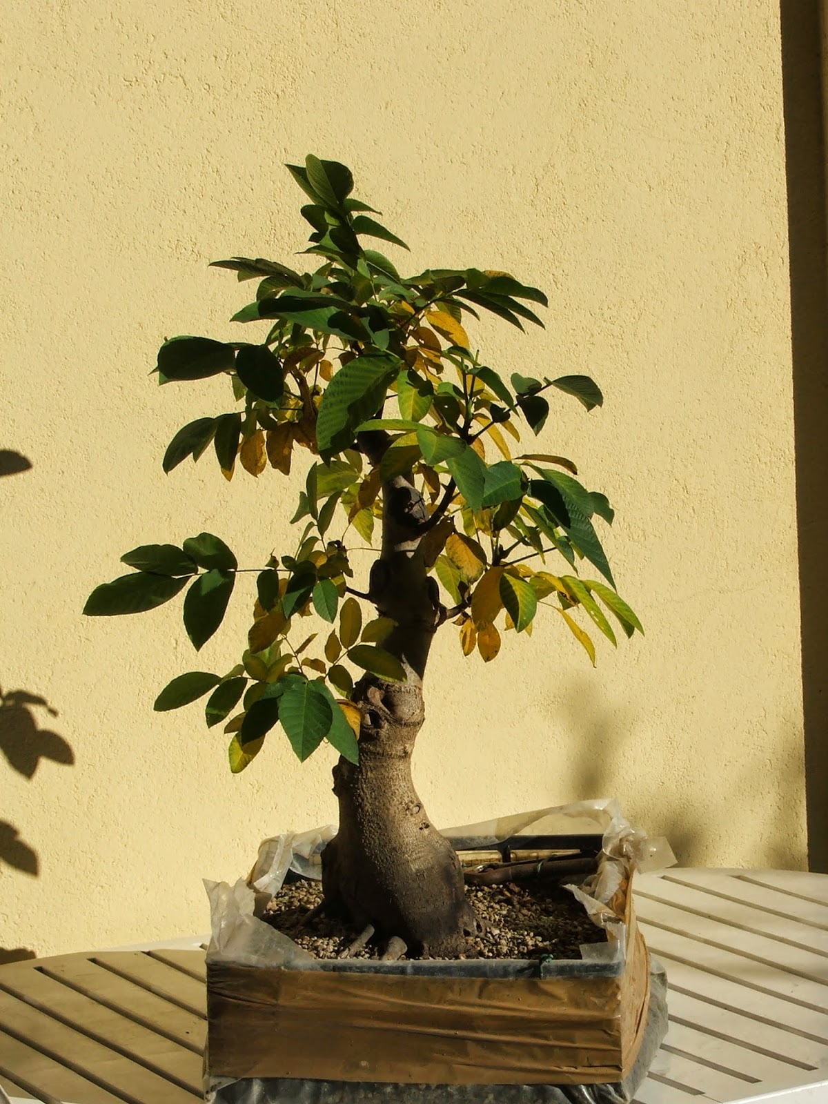 Evoluzione Bonsai : Bonsai di Noce - Juglans regia - Walnut bonsai﻿