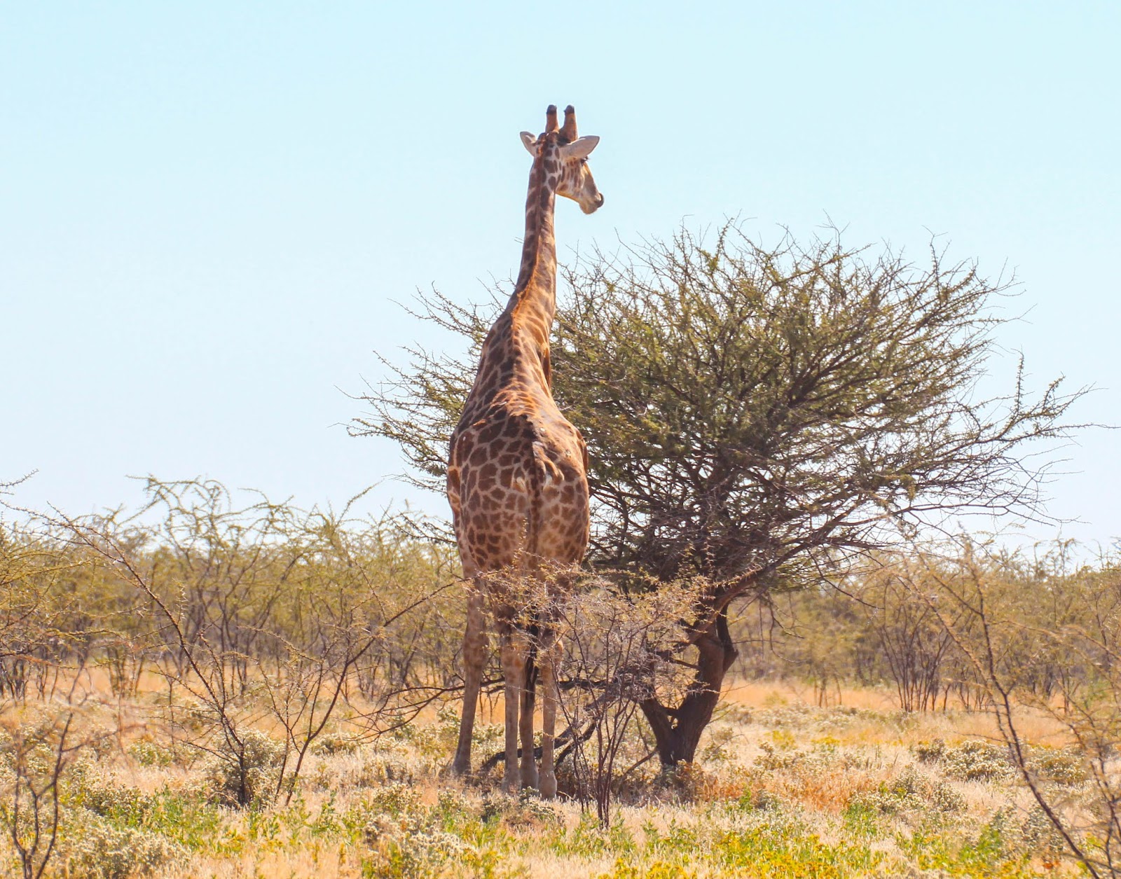 Cannundrums: Namibian Giraffe
