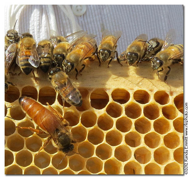 Randy & Meg's Garden Paradise: OCBA/ACBA joint beekeepers field day