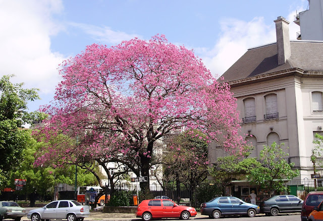 Lapacho trees announce the arrival of Spring in Buenos Aires | My ...