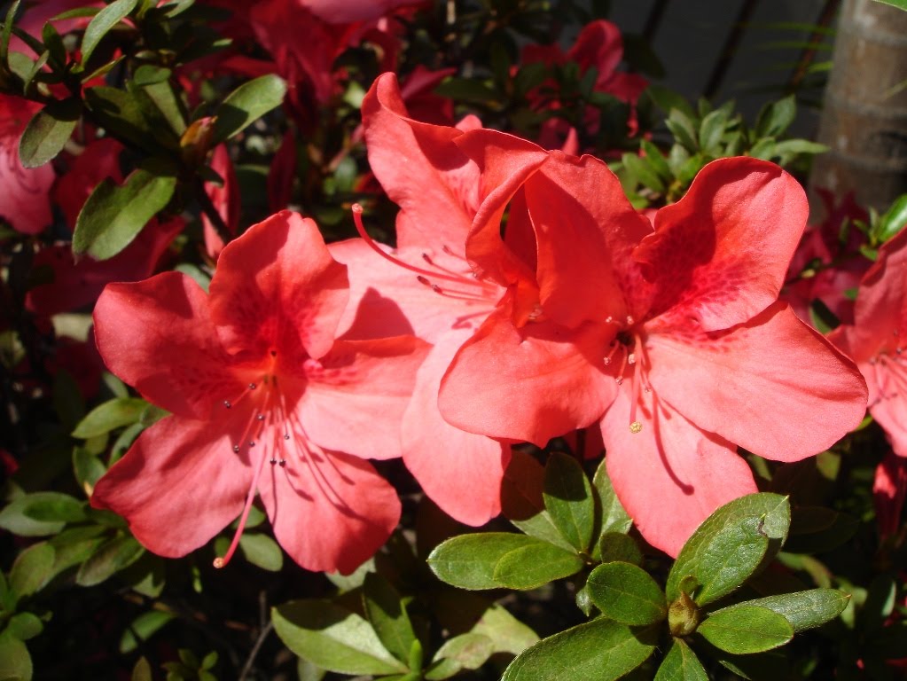 Natureza...lindaaaaaaaa!!: Azaléia...Uma flor linda que significa ...