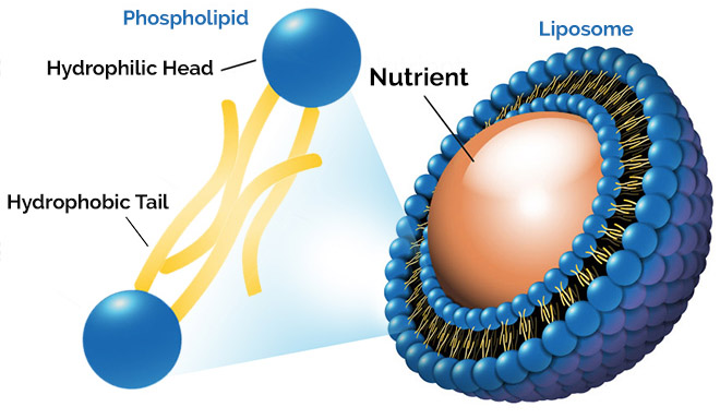 Mengenal Liposom sebagai Drug Delivery System - Biologizone