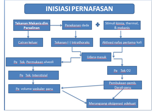 Nursing Theory: FISIOLOGI NEONATUS