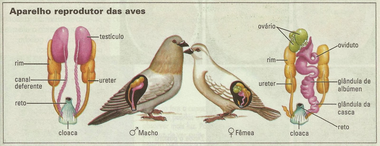 Segundo Ano Biologia: Aves