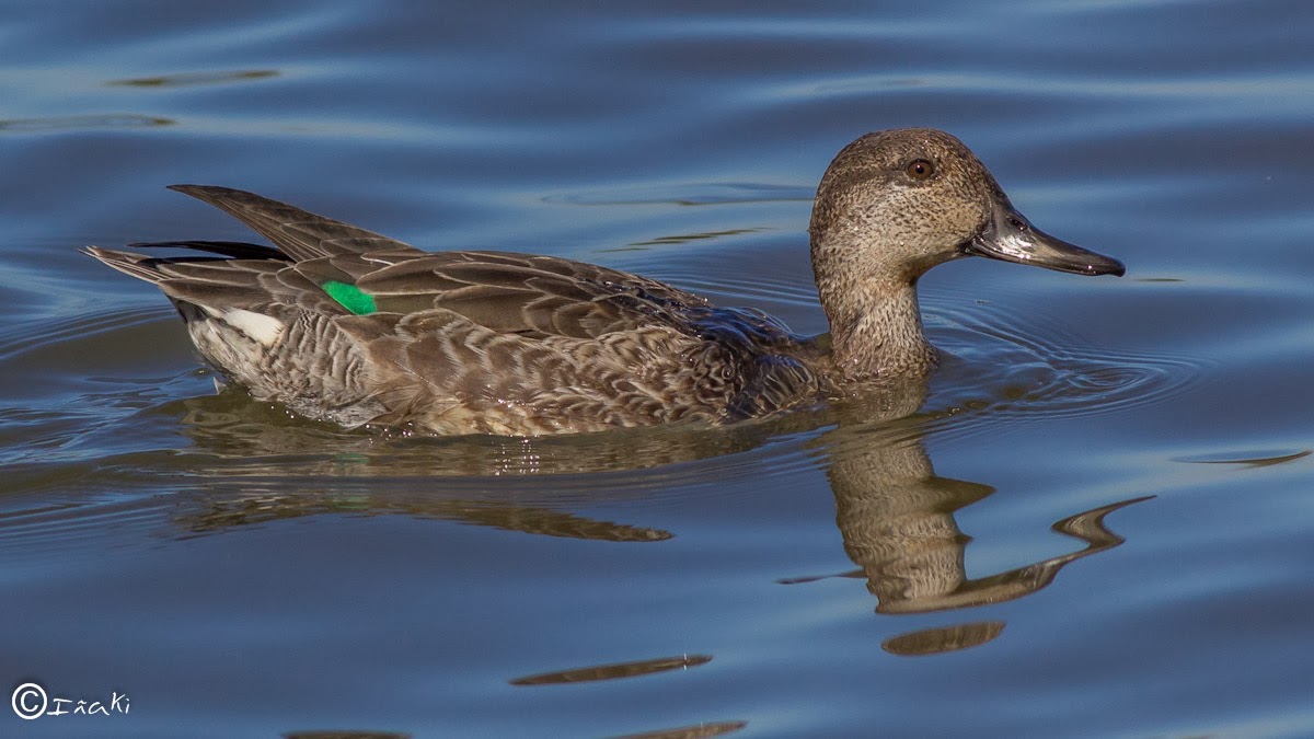 Nosoloaves - Aves del mundo (Birds of the world): Cerceta Comun (Anas ...