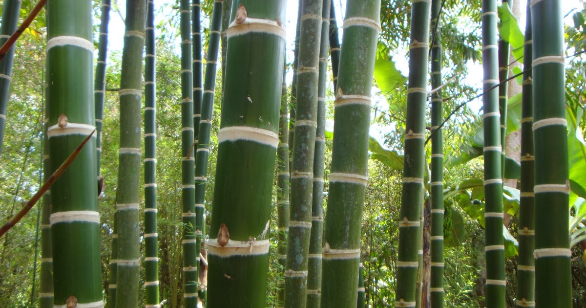 Nuevos Territorios y Cartografias: Guadua