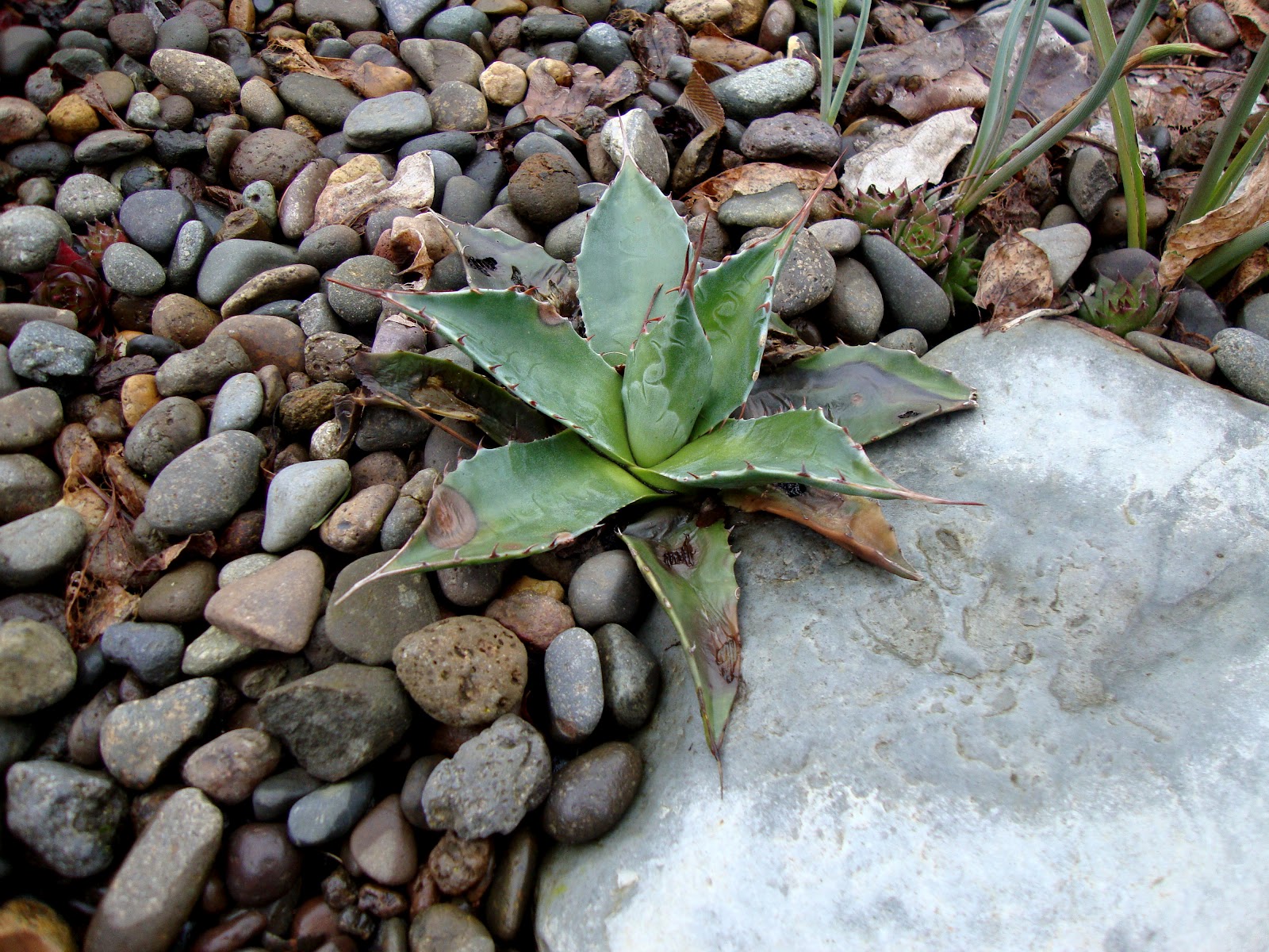 danger garden: The Agave report, February edition: Slugs on Agaves!