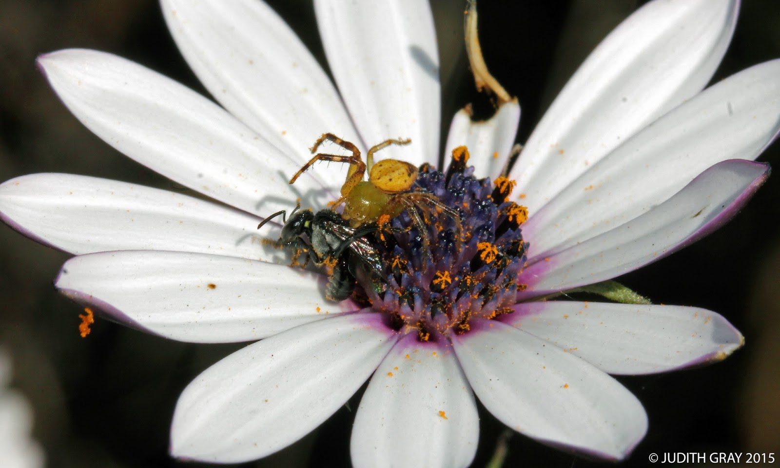Flower Spider Catches Stingless Bee in Macro