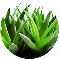 50 RECOMENDACIONES PARA APROVECHAR LA SÁBILA (ALOE VERA) | CONSEJOS DE ...