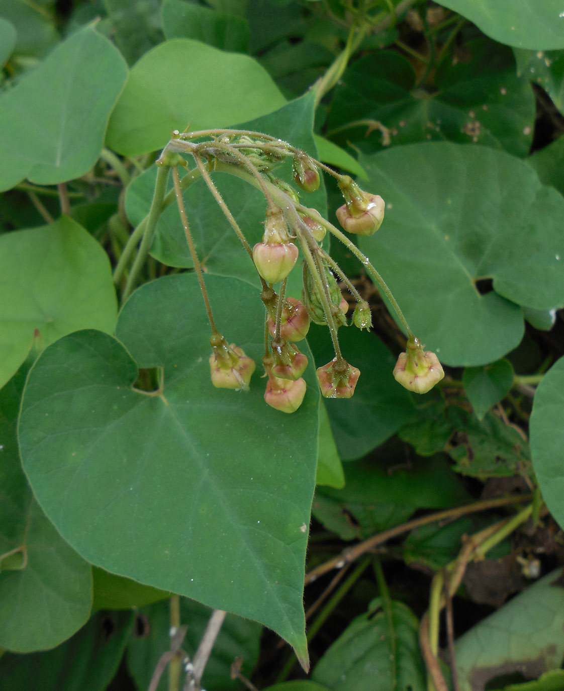 Herbalkart | The Online Herbal Store: Uttaran - Uthamani (a) Veliparuthi