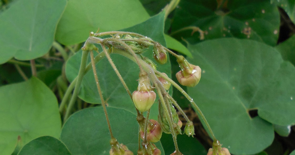 Herbalkart | The Online Herbal Store: Uttaran - Uthamani (a) Veliparuthi