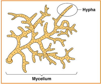 Hifa Jamur - Perumperindo.co.id