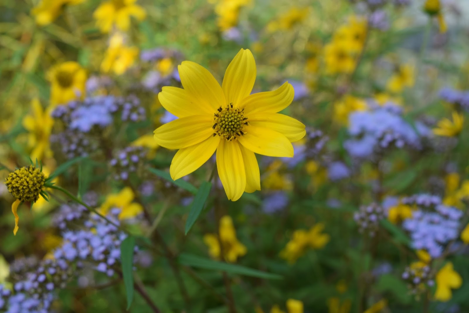 Using Georgia Native Plants: Plant What You Love