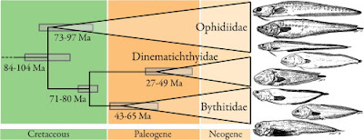 Species New to Science: [Ichthyology • 2016] A New Classification of ...