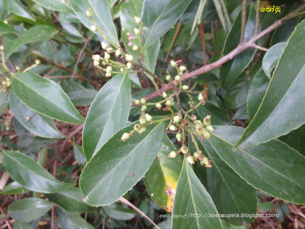 බෝඹු [Bobu] (Symplocos cochinchinensis) ~ අපේ ඔසුපැළ Medicinal Plants ...