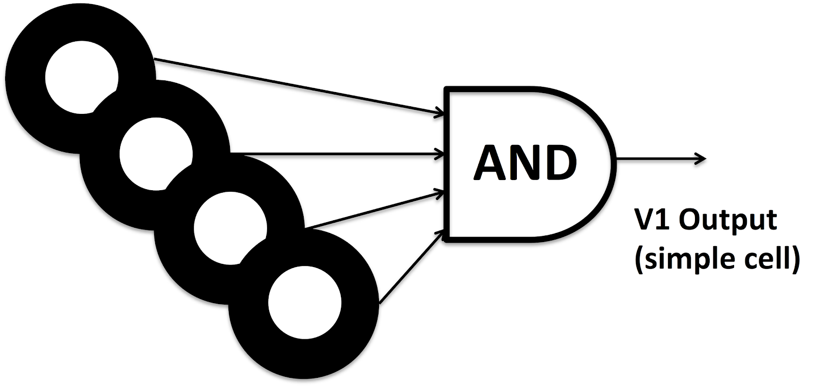 Logic gates, complex cells and perceptual constancy