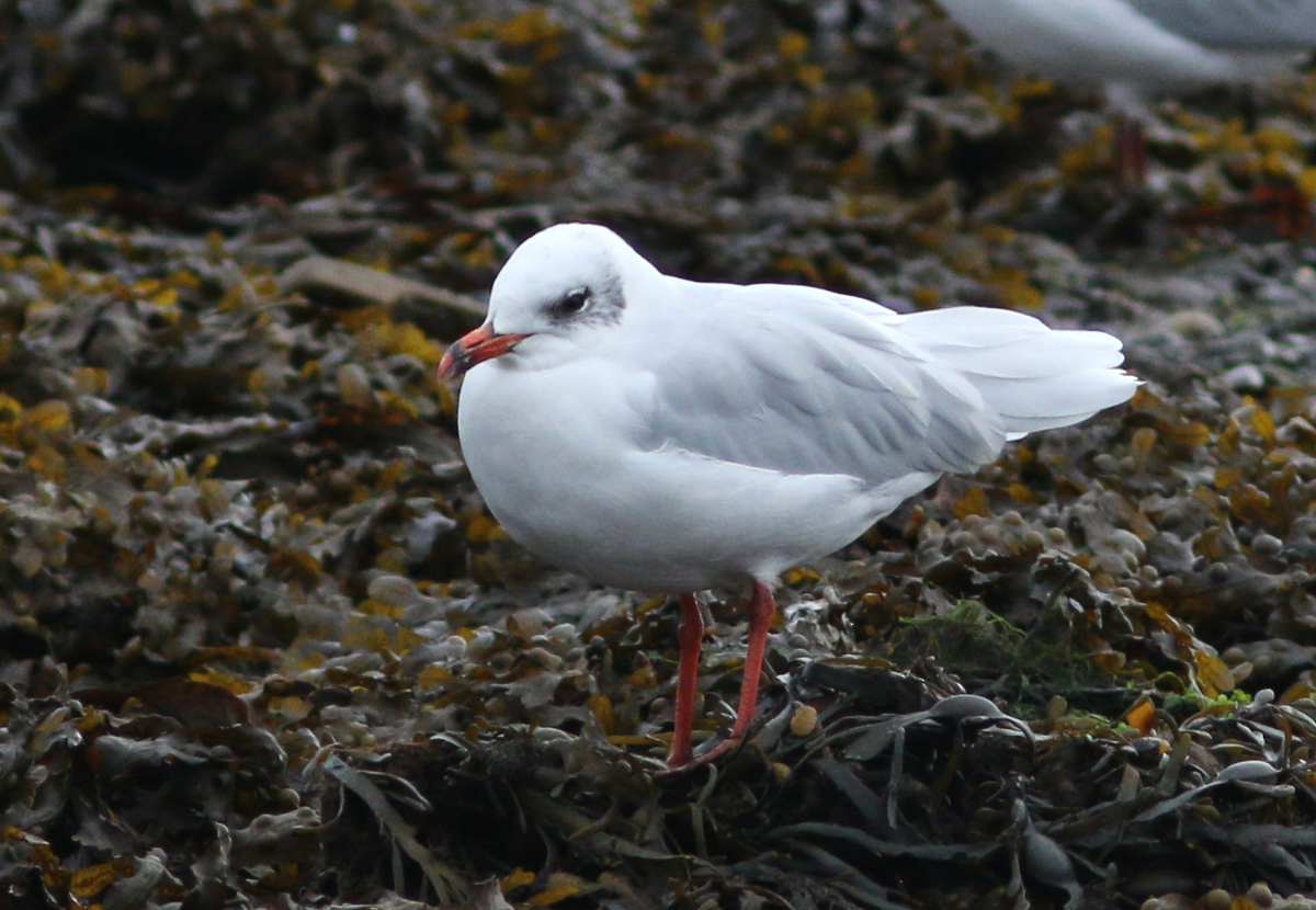 Kerry Birding: Med. Gull numbers get ridiculous