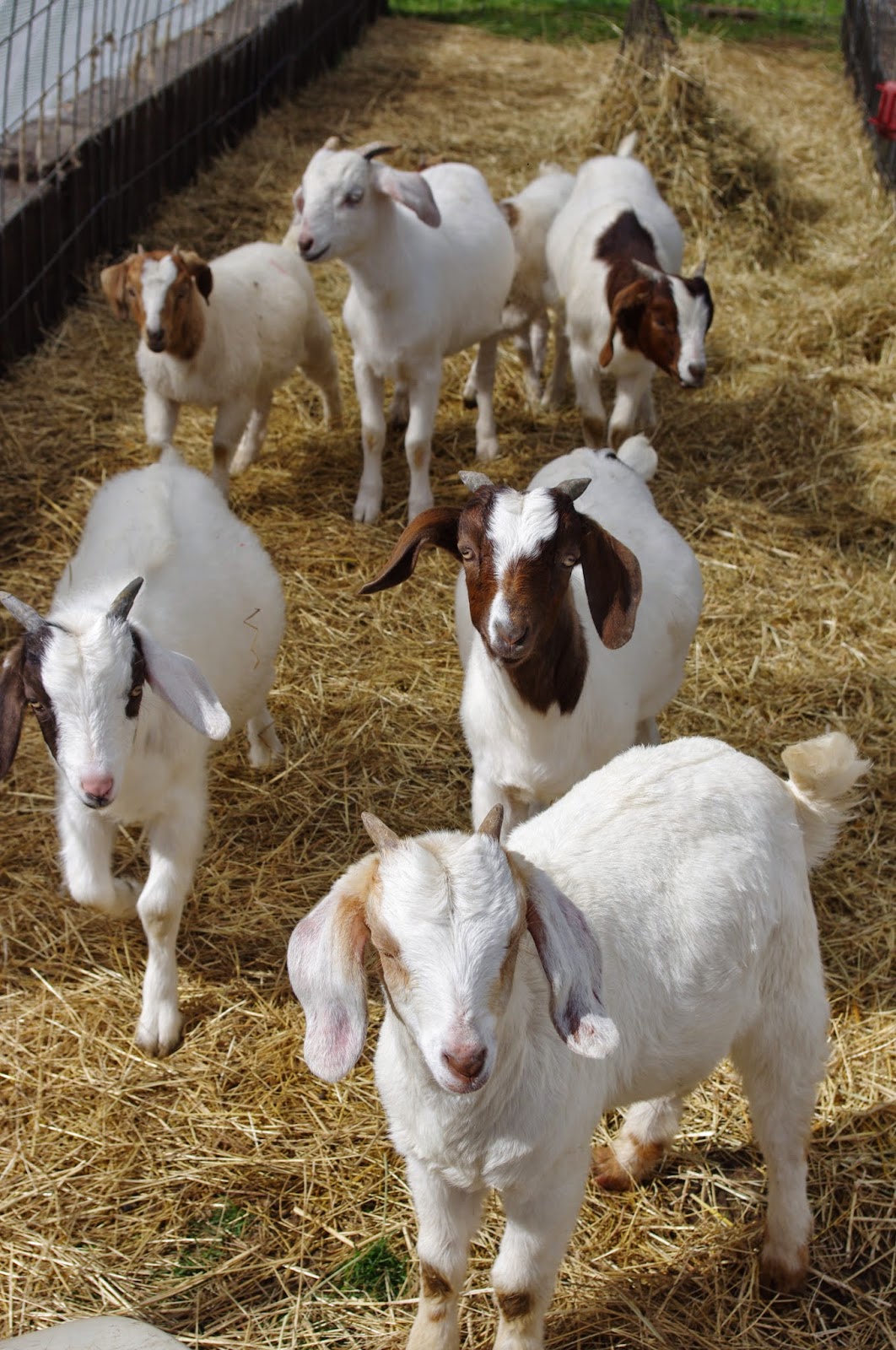 Rehoboth Ranch: Goats