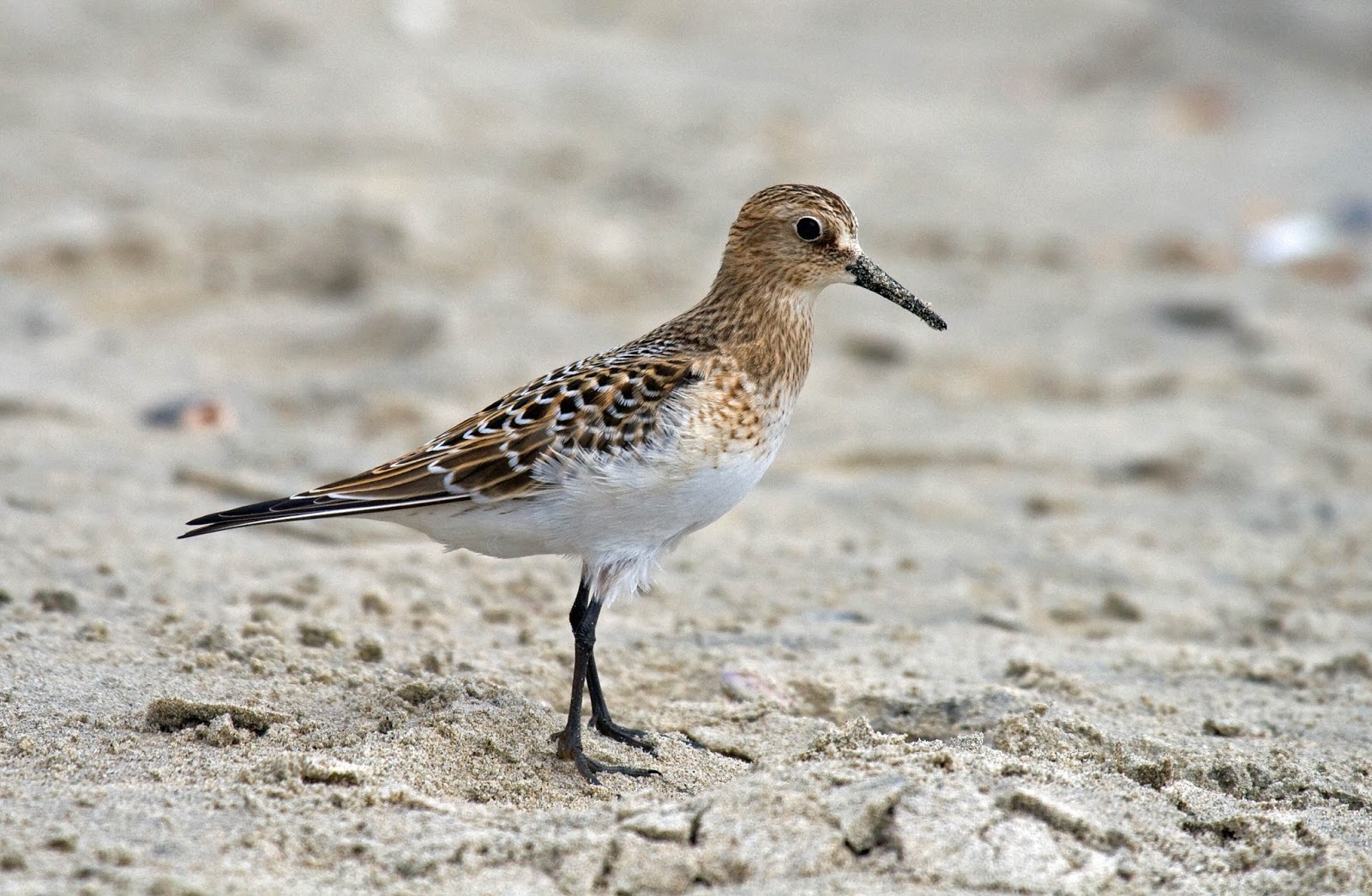 Baird's Sandpiper at Imperial Beach - Greg in San Diego