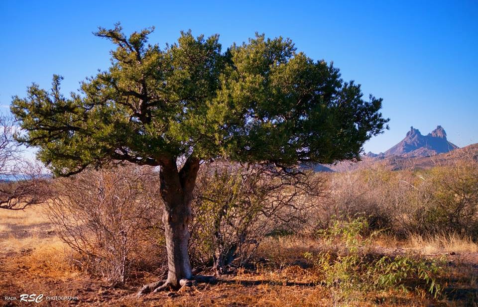 MOVIMIENTO NACIONAL DE EDUCACION REPUBLICANA: El Jito, árbol endémico ...