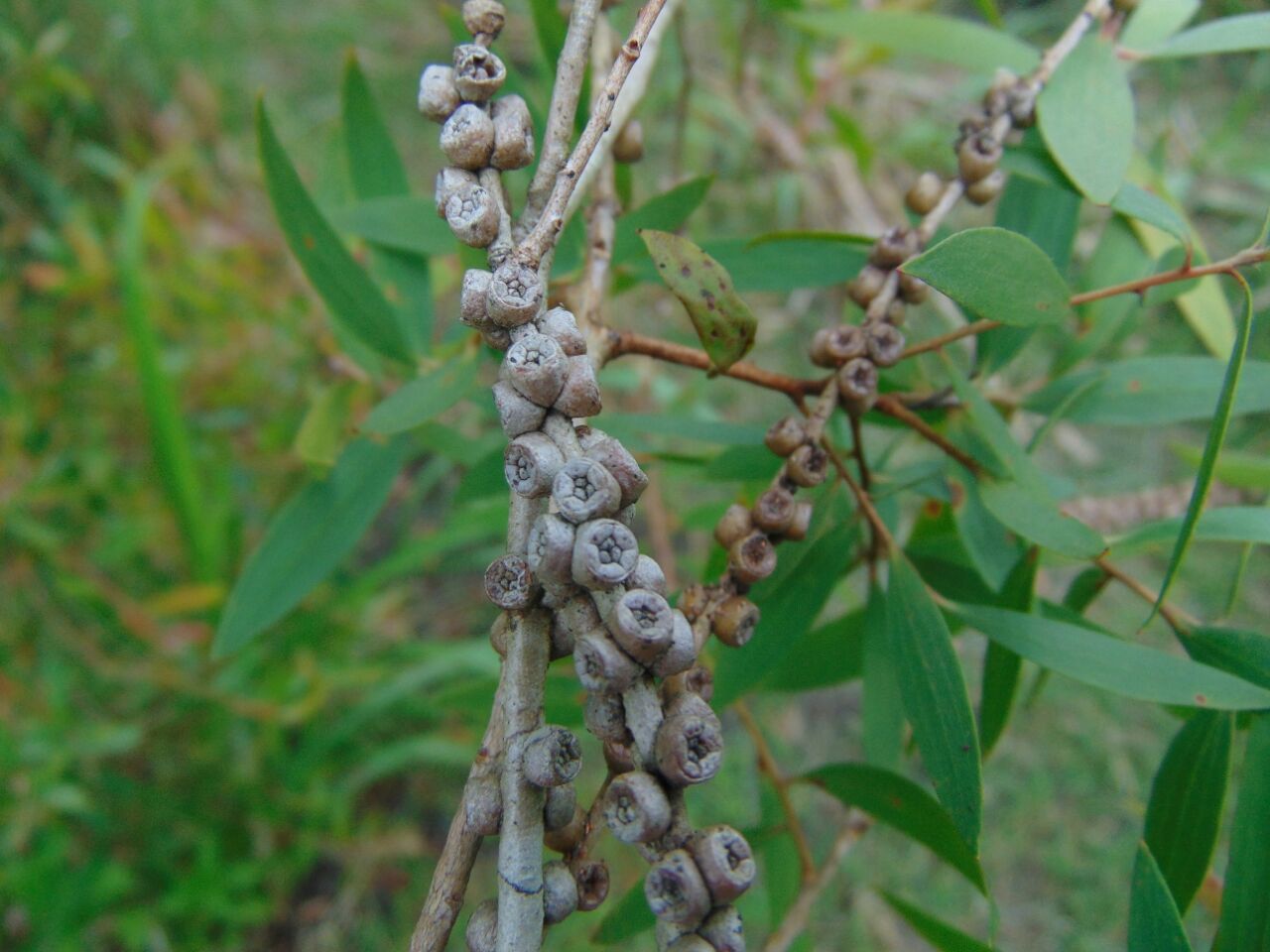 Buah Pohon Kayu Putih