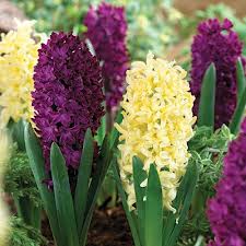 Optimizam: Cveće i simbolika