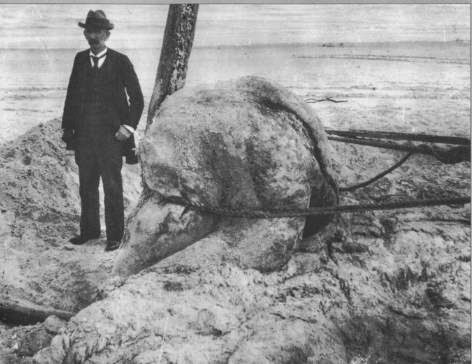 Shaun of the Not-so-Dead.: 31 Posts of Monsters: Lusca