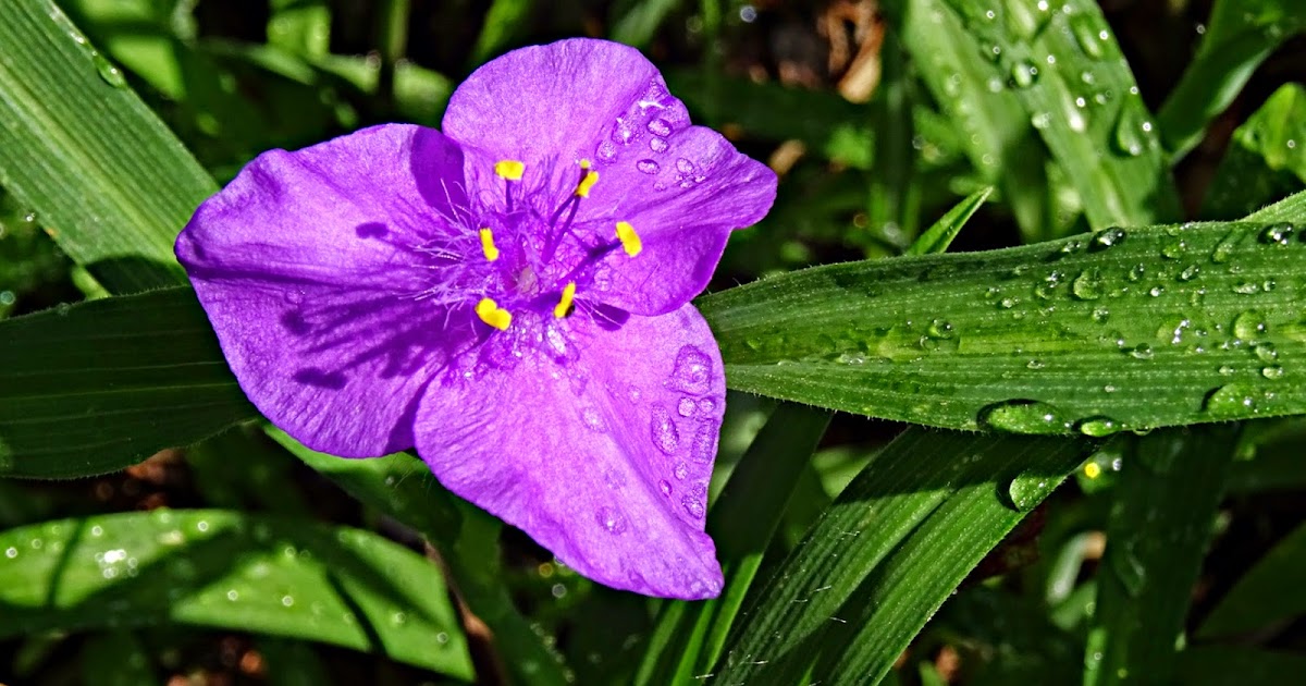 NixPages: GIANT SPIDERWORT